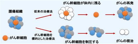 【研究成果】がんの親玉「がん幹細胞」の弱点を発見！ 「がん根治」への道を拓く成果 ｜岐阜薬科大学澳门现金网威尼斯赌场 【app官网