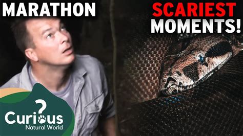 Worlds Greatest Python Hunters Show Us Scariest Reptile Encounters