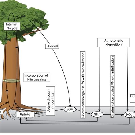 Schematic Representation Of Physiological Processes In A Tree That Download Scientific Diagram