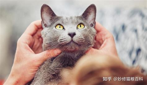 猫咪“过得幸福”的7种表现，假的装不出来！ 知乎