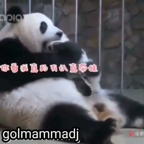 تا سیب میخورم برگرد🤣🤣خنده طنز کمدی پاندا دوبله خندهدار Youtube