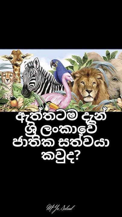 ඇත්තටම ශ්‍රි ලංකාවේ ජාතික සත්වයා කවුද 😲😳🍃 Shorts Youtube