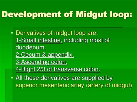 Ppt Development Of Midgut Loop Powerpoint Presentation Free