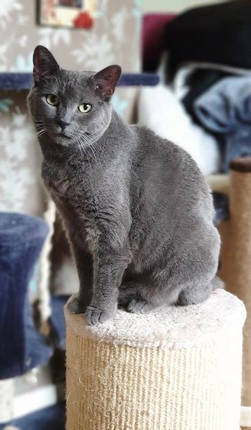 Premium Photo Focused Cat