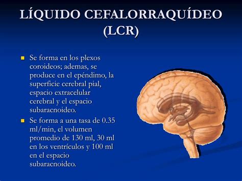 PPT IV VENTRÍCULO MENINGES LÍQUIDO CEFALORRAQUÍDEO PowerPoint