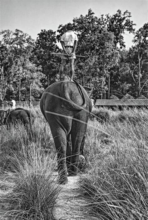 The Ultimate Bareback Ride Bw Photograph By Steve Harrington Fine Art