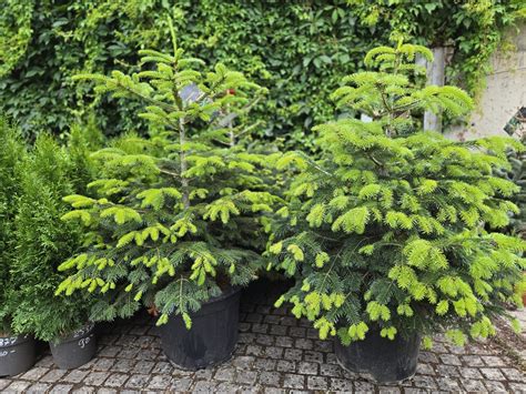 Verde 4 მცენარე ერთის ფასად კავკასიური სოჭი Abies Nordmanniana 4 მცენარის ფასი ერთად 1200