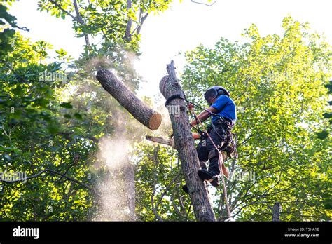 Cutting Tree With Axe Hi Res Stock Photography And Images Alamy