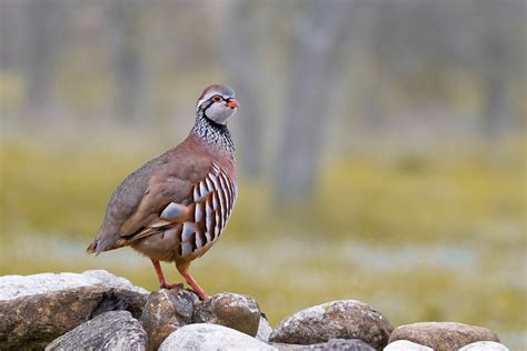 Rode Patrijs Vogelskijken