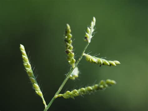 Sprawling Signalgrass Urochloa Reptans · Inaturalist United Kingdom