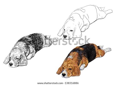 Beagle Laying Down Over 75 Royalty Free Licensable Stock Illustrations