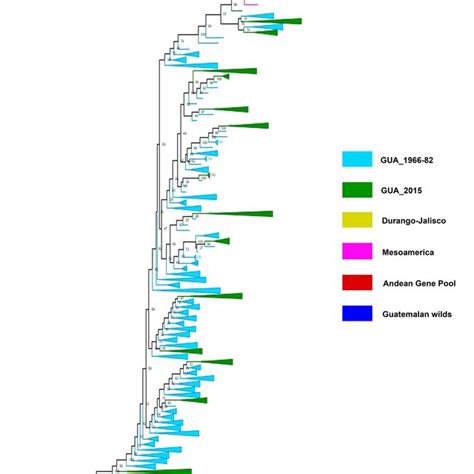 Maximum Likelihood Tree Of All Populations Analyzed Clustered Branches
