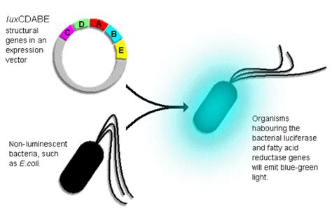 Bacterial Bioluminescence