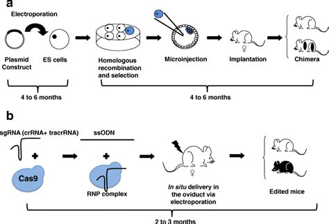 A Generation Of Knockout And Knockin Alleles Using Embryonic Stem Es