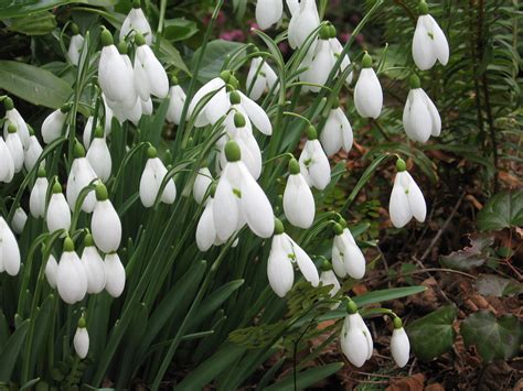 Garden Plants That Start With G Home Garden Decor