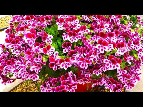 САМЫЕ КРАСИВЫЕ АМПЕЛЬНЫЕ РАСТЕНИЯ ДЛЯ САДА И ДОМА - YouTube
