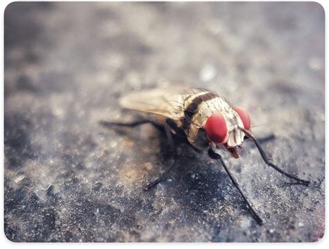 The Art Of Observation Exploring The World Through Macro Photography
