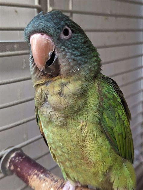 Blue Crown Conure