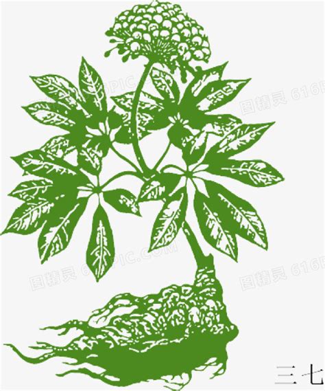 矢量中草药三七图片免费下载 PNG素材 编号1m9iqw9ev 图精灵