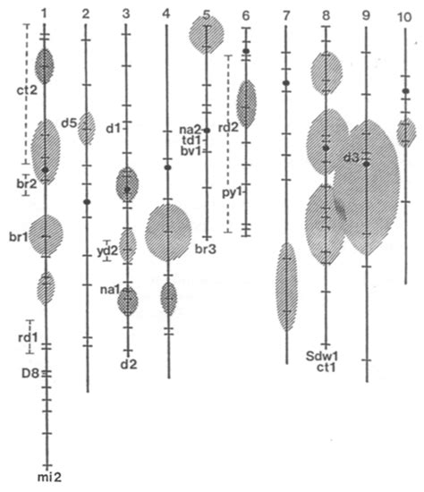 Relationship Between The Chromosomal Locations Of Mapped Major Genes Download Scientific