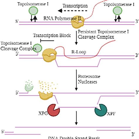 A Schematic Representation Of The Accumulation Of R Loops Leading To Download Scientific