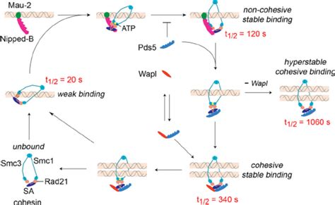 Models For The Roles Of Nipped B Pds5 And Wapl In Regulating Cohesin