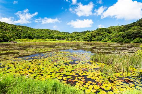 Wetland Plants Bundle Comprehensive Training And Reference Package