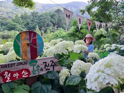 진주 월아산 수국 월아산 정원박람회 월아산 숲속의 진주 월아산 자연휴양림 네이버 블로그