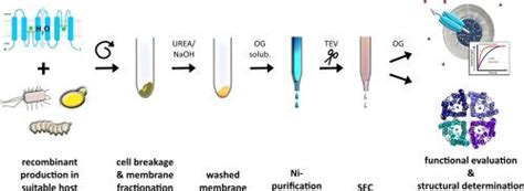 水通道蛋白——表达、纯化和表征biochimica Et Biophysica Acta Bba Biomembranes X Mol