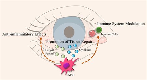 Frontiers Multidimensional Immunotherapy For Dry Eye Disease Current