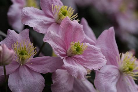 Clematis Ultimate Growing And Pruning Guide Garden Ninja Lee Burkhill