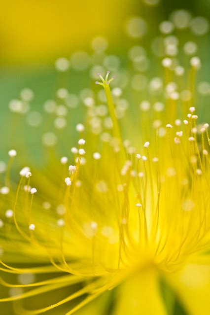 Hypericum Chinense Happy Bokeh Wednesday Yocca Flickr