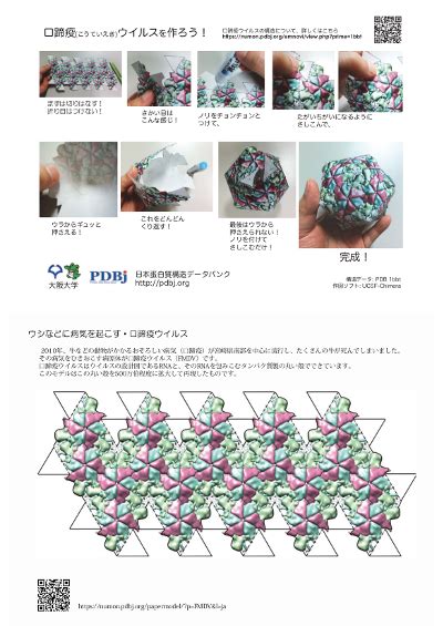 口蹄疫ウイルス ペーパーモデル Pdbj 入門