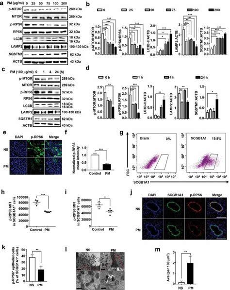 Inactivation Of MTOR Promotes Autophagy Mediated Epithelial Injury In