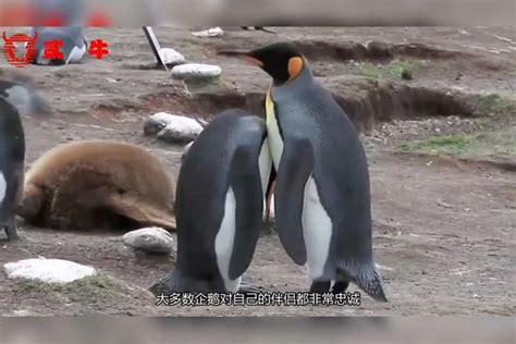 对伴侣忠贞不渝的企鹅会在伴侣死后移情别恋吗现实太打脸了