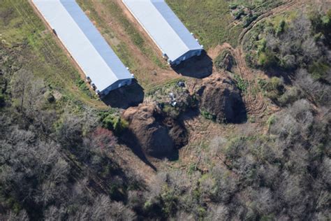 North Carolina Allows Manure Mounds As Big As A House On Factory Farms Poultry Producer