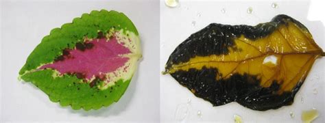 Photosynthesis Investigations Principles And Starch Test Biology