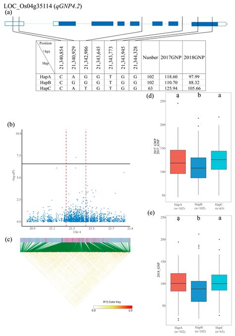 Agronomy Free Full Text Genome Wide Association Analysis Reveals