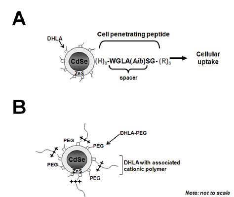 Design And Structure Of The Qd Cell Penetrating Peptide Cpp
