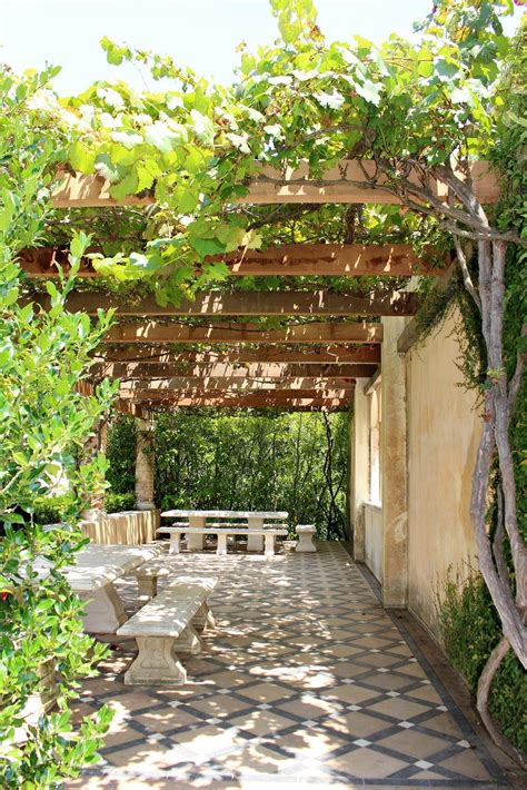 Best 13 10 Best Climbing Vines For Pergola Artofit