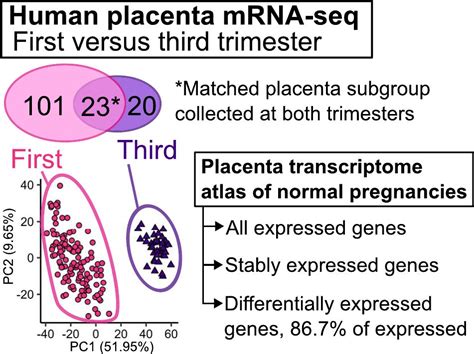 High Throughput Mrna Seq Atlas Of Human Placenta Shows Vast