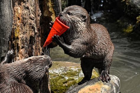 Otter Playful Play Animal Free Photo On Pixabay