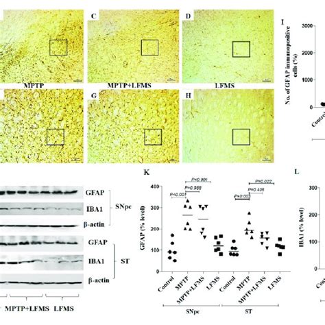 Effect Of Lfms On Glial Fibrillary Acidic Protein Gfap Level In The Download Scientific