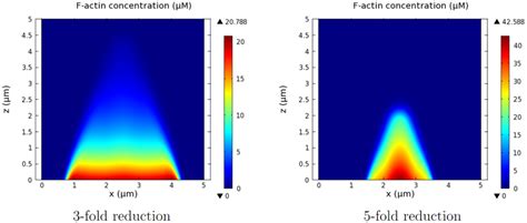 F Actin Structures Without Coronin Activity Lower Effective Download Scientific Diagram