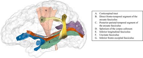 Uncinate Fasciculus