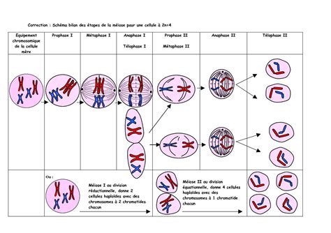 [biologie] Méiose