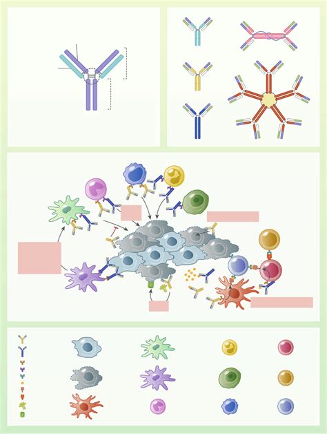 A Schematic Representing Antibody Structure With Heavy And Light