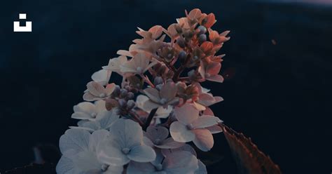 매크로 샷의 흰색 꽃 사진 Unsplash의 무료 꽃 이미지