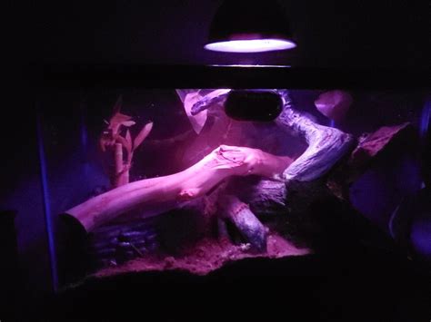 Tree Frog Aquarium Tree Frogs Tree Frog