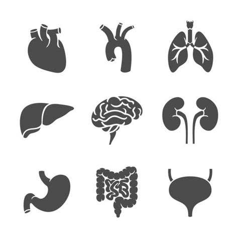 21300 Liver Stock Illustrations Royalty Free Vector Graphics And Clip